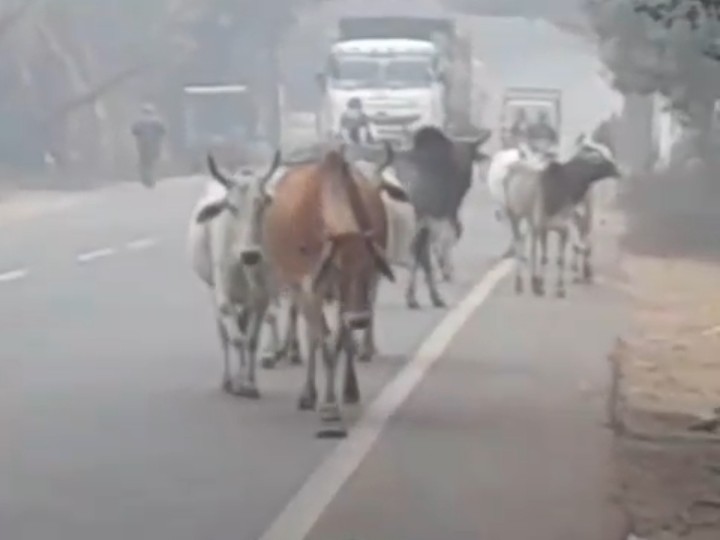 Stray animals are increasing road accidents