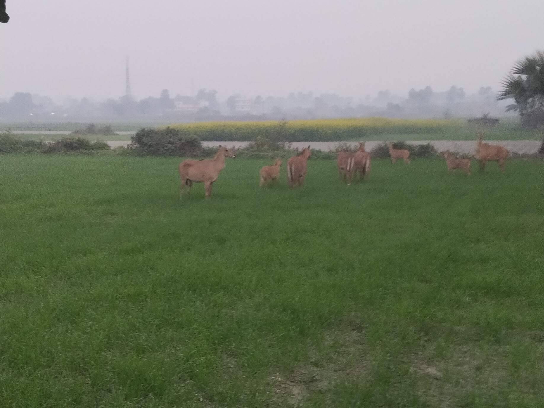 Nilgai is damaging crops in Jandaha Vaishali, Vaishali news, Vaishali ...