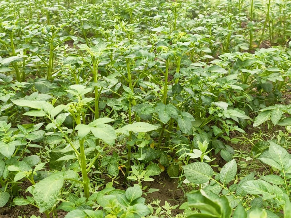 The incidence of early blight in potatoes has increased in Mau.