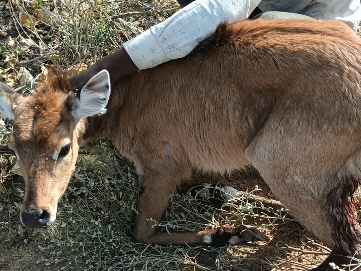 Nilgai calf injured in Sindhari | सिणधरी में नीलगाय का बछड़ा घायल ...