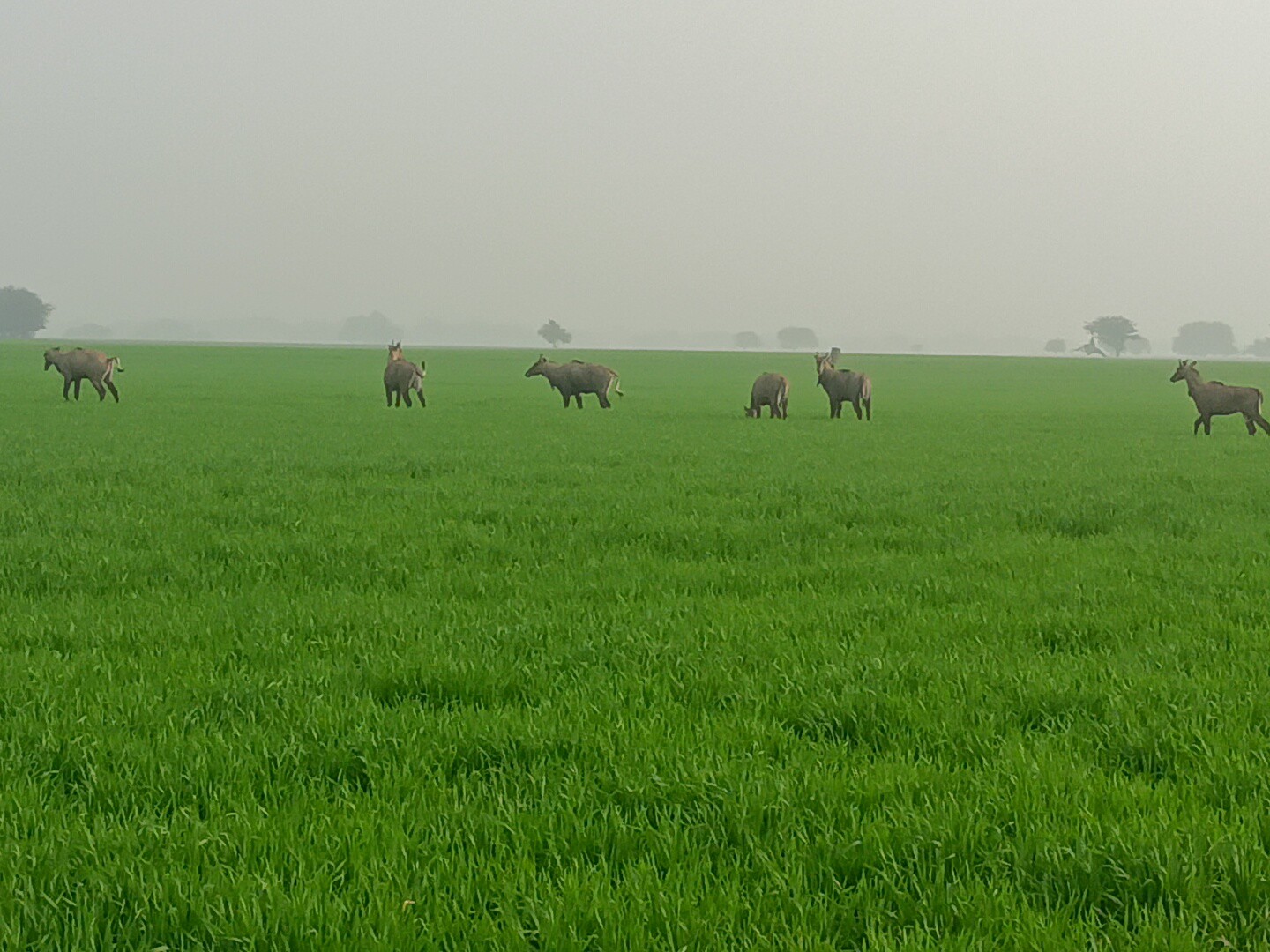 Nilgai terror in Raghopur, crops destroyed | राघोपुर में नीलगायों का ...