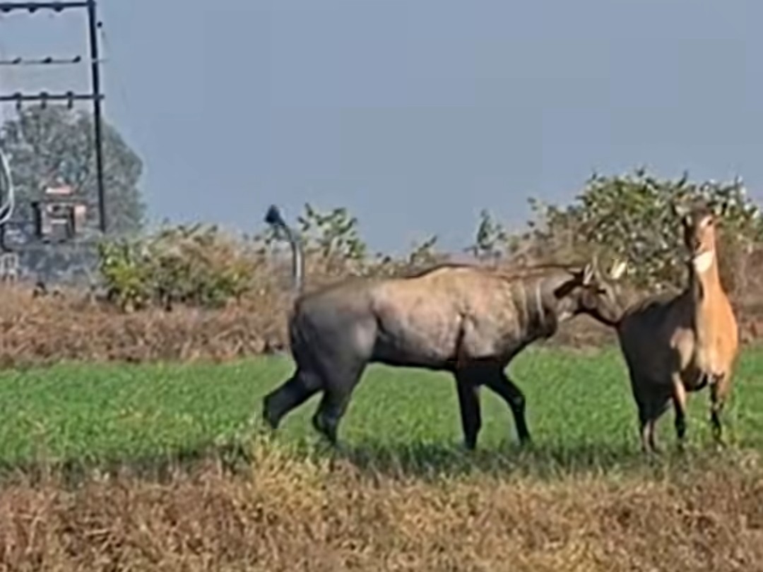 Nilgai terror in Katka village of Bhadohi | भदोही के कटका गांव में ...