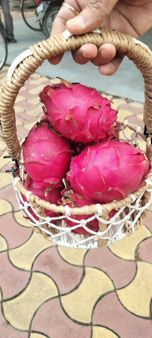 Dragon fruit's weight, size and sweetness increased in Kanpur