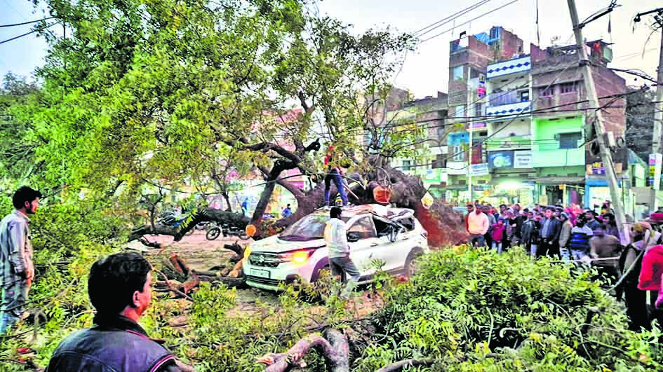 Neem tree collapses in Dehri Bazaar | डेहरी बाजार में नीम का वृक्ष ...