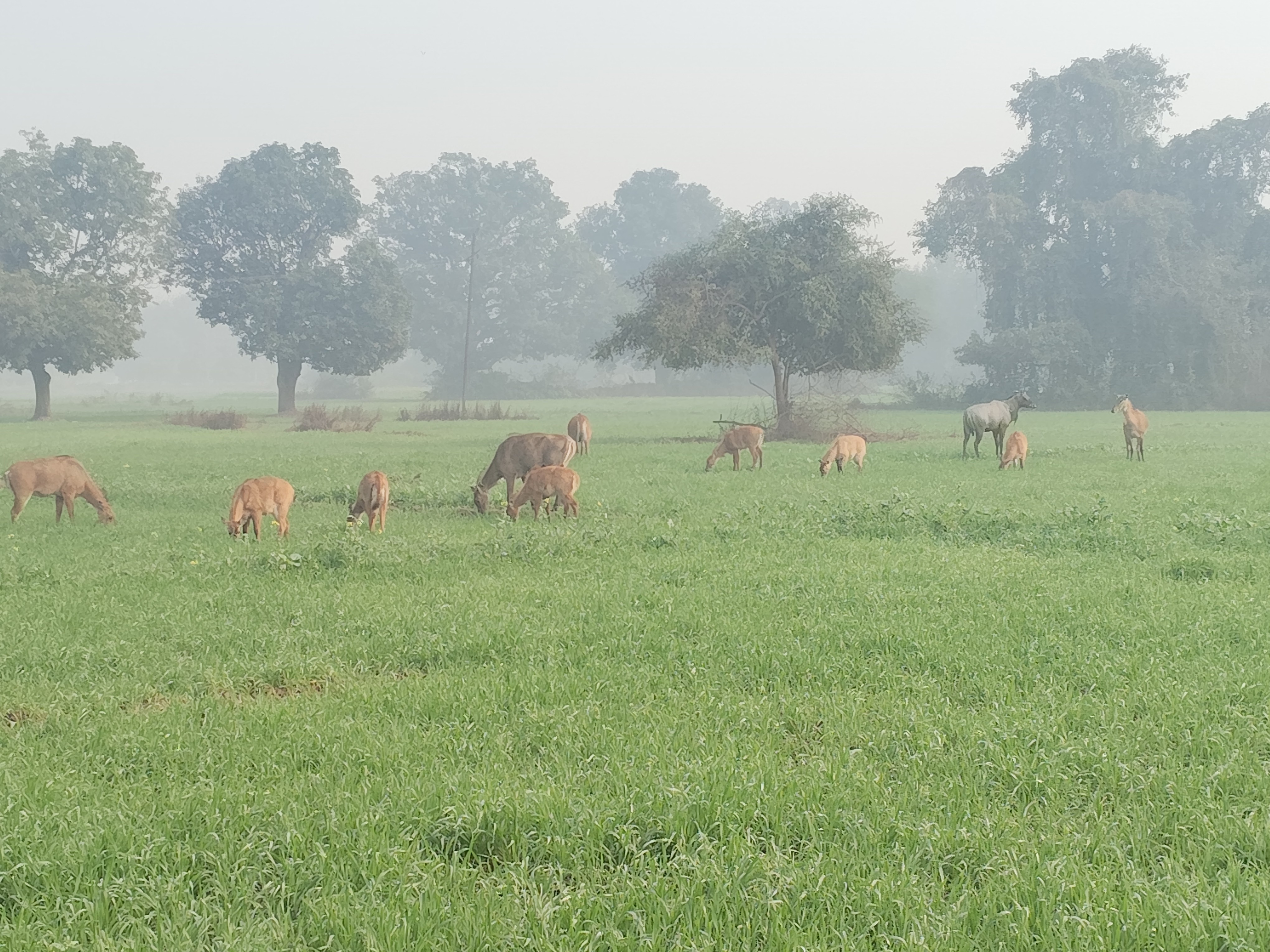 Nilgai terror in Mahuar | महुआर में नीलगाय का आतंक: फसल बचाने को रातभर ...