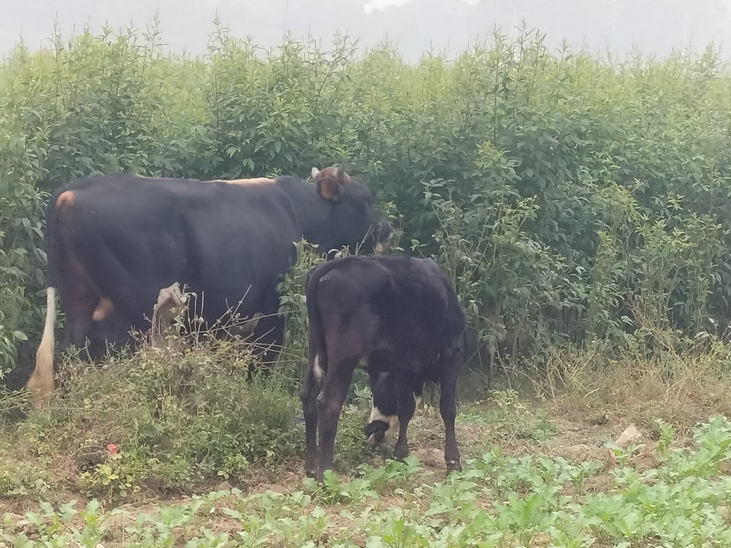 Stray animals create panic in Prayagraj's Meja | प्रयागराज के मेजा में ...