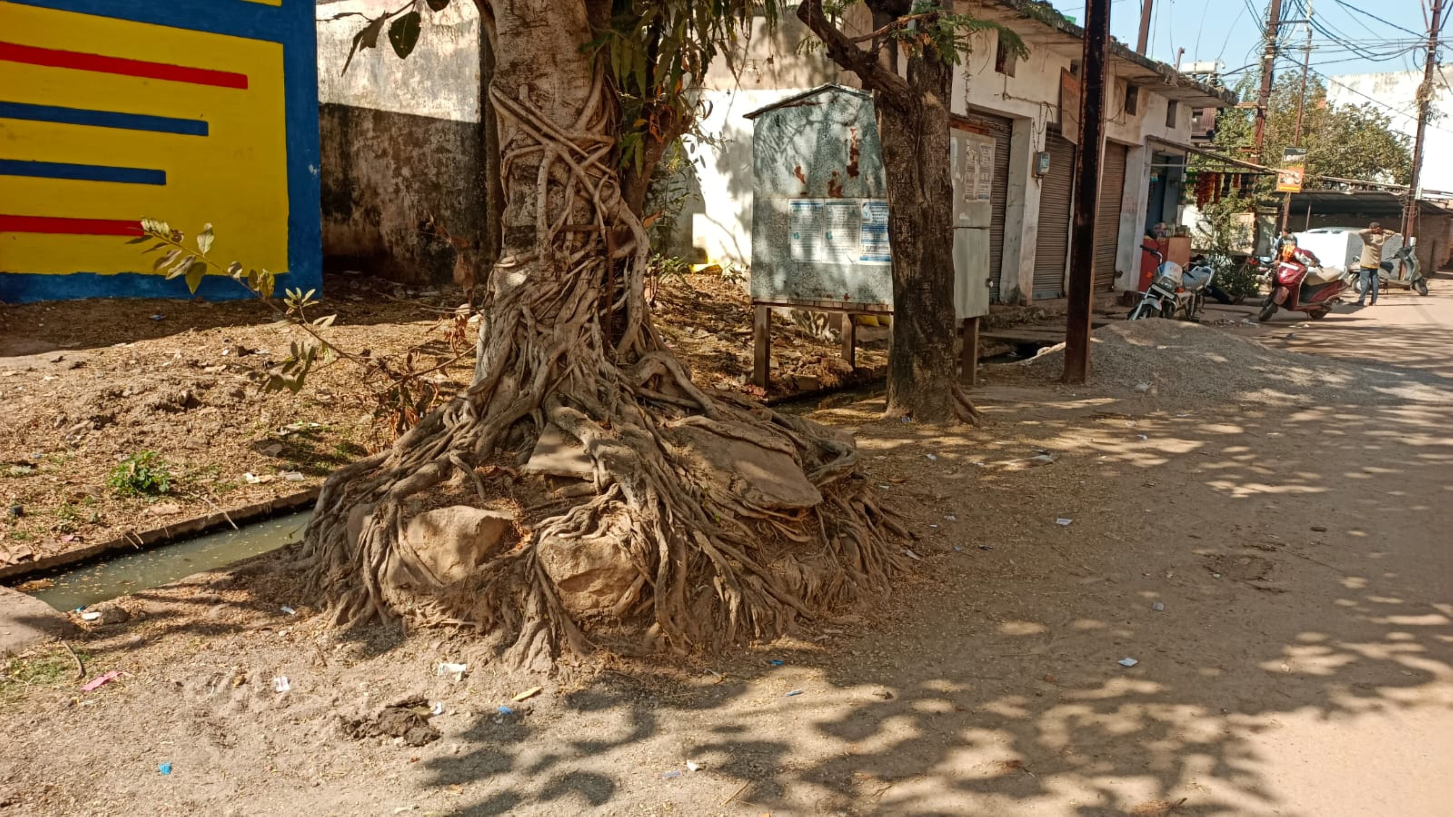 Platform built for the protection of banyan tree