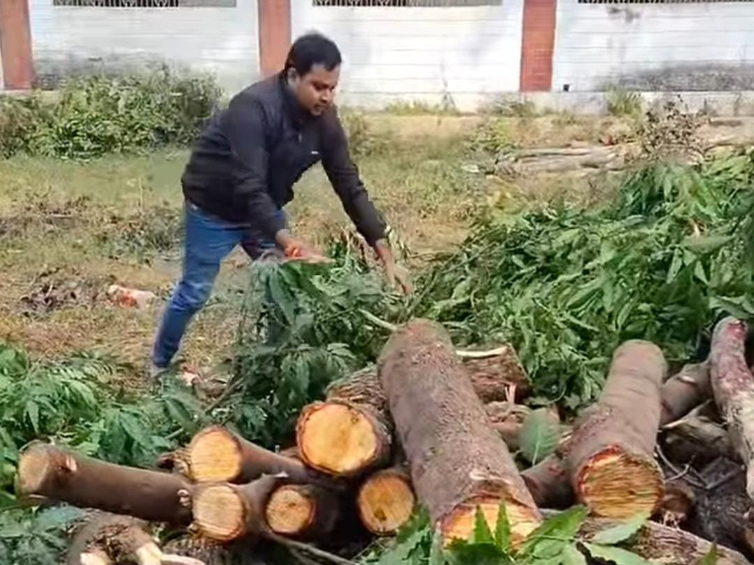 Investigation into tree felling begins at Atarra College in Mahua