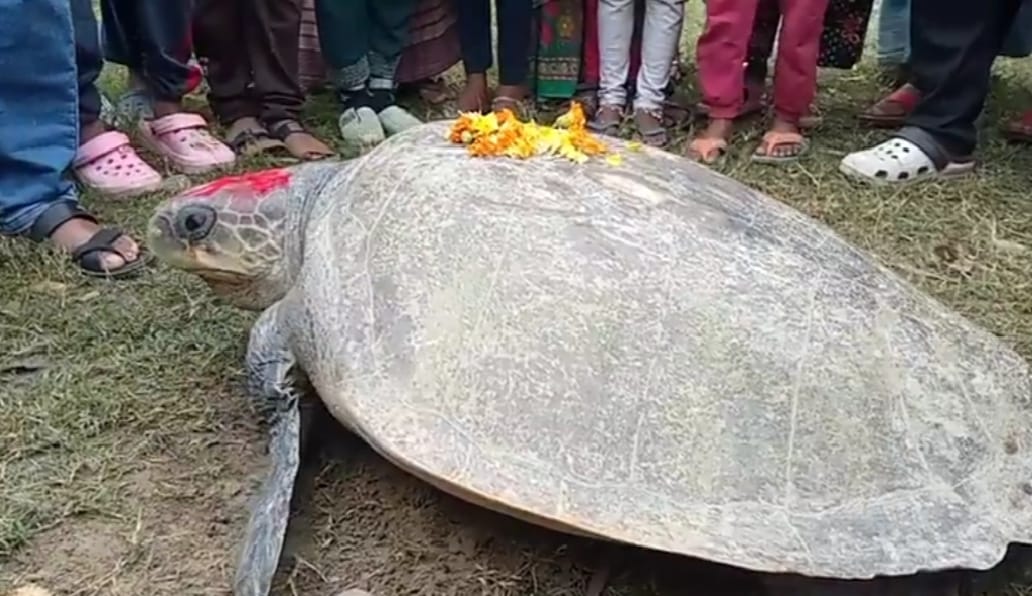 Extinct sea turtle recovered from river