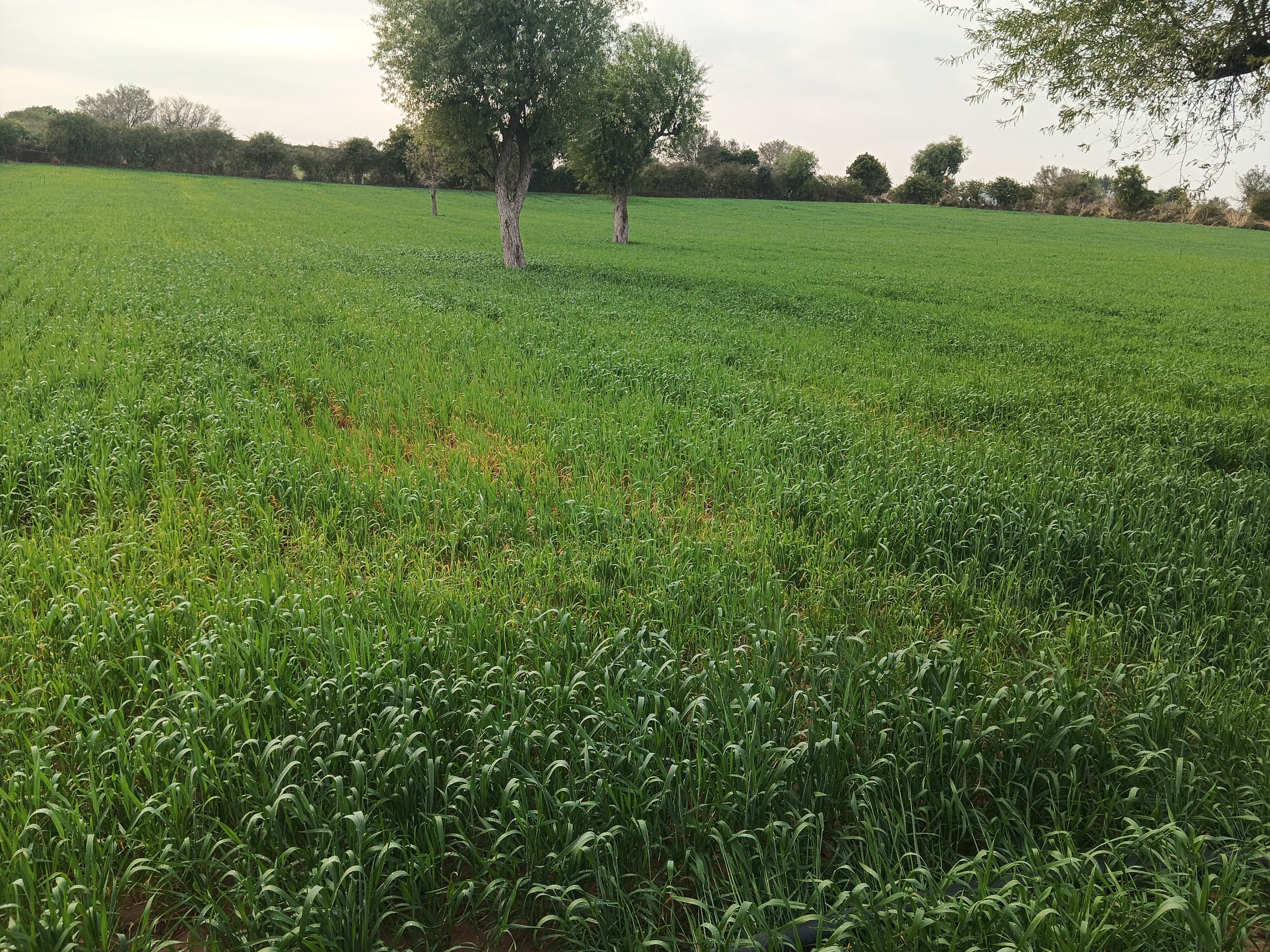 The crops flourished due to rain in Jasrasar. | जसरासर में बारिश से ...