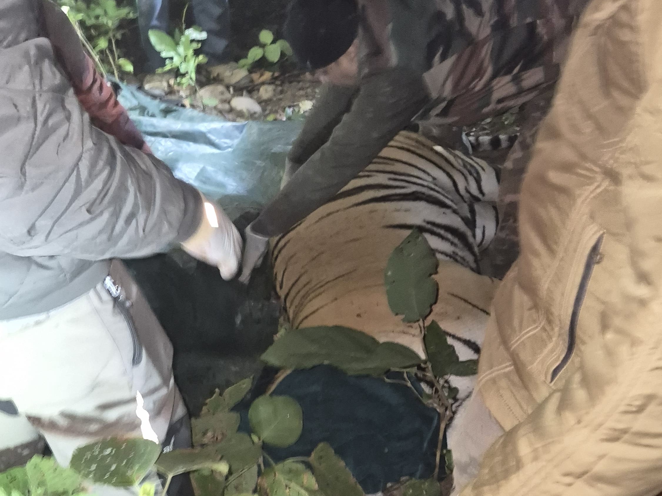 Man-eating tiger tranquilized in Corbett | कॉर्बेट में आदमखोर बाघ ट्रंकुलाइज: ढेला रेंज के ...