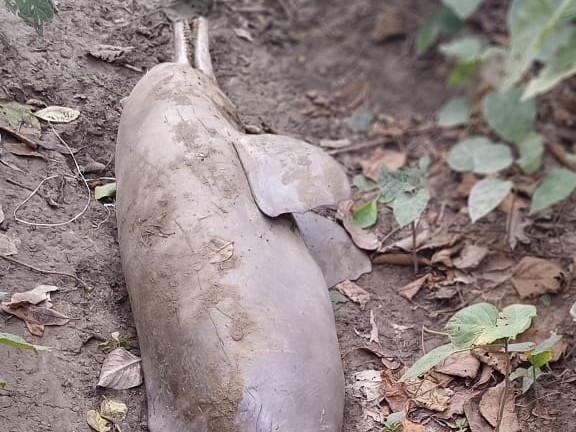 UP has highest number of dolphins in the country; But 4 deaths in 6 ...