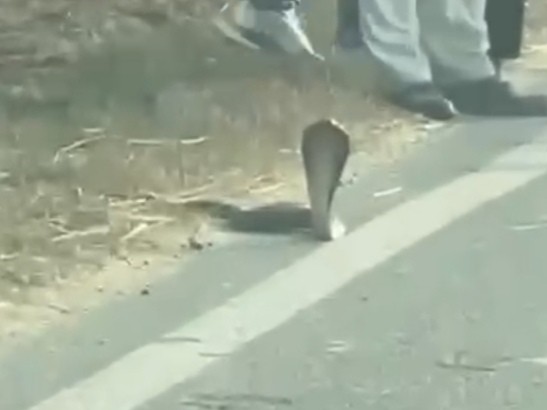 A 6-foot cobra snake was spotted on the road in Bilaspur. | बिलासपुर ...