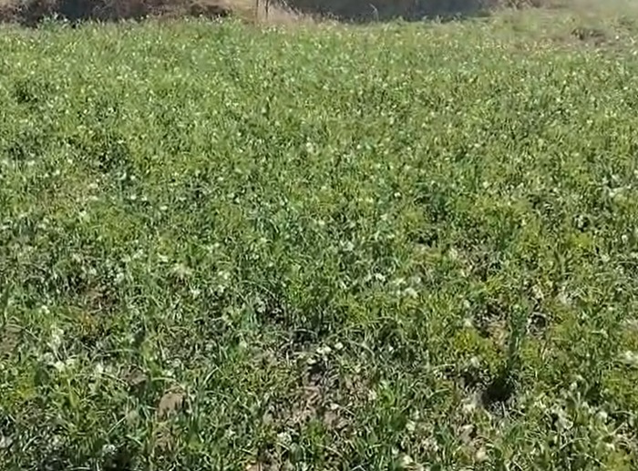 Women farmers of Gosi village pioneer profitable intercropping model ...