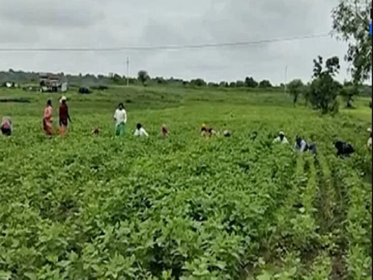 Haryana Cold Wave: Frost Benefits Wheat, Threatens Potato Pea Radish ...