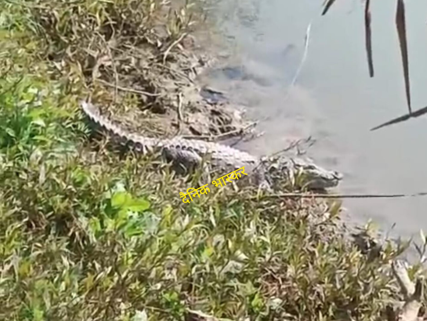Crocodile reaches the fields in Lahar | लहार में खेतों में पहुंचा ...