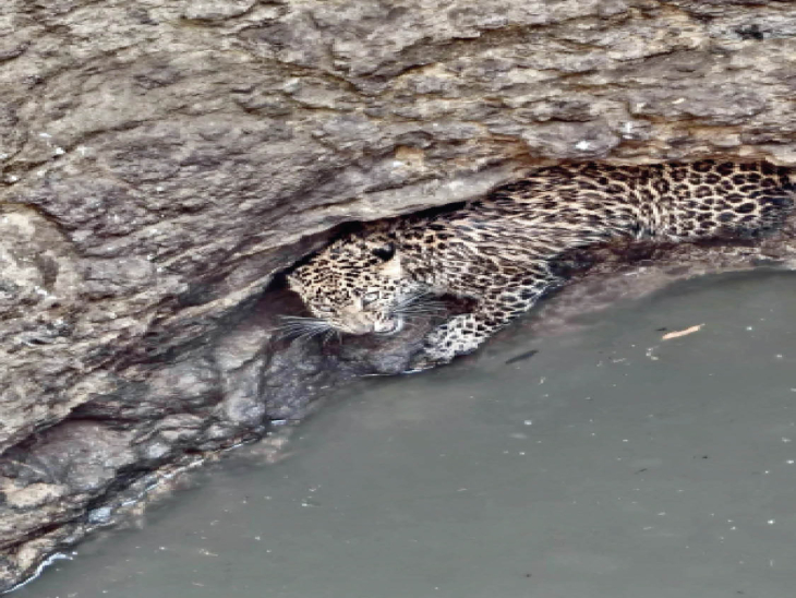 Leopard falls into an open well, growls, rescued safely after 3 hours