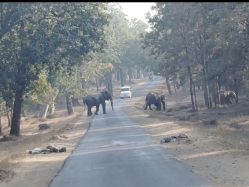 A herd of elephants was seen on the road in Umaria. | उमरिया में ...