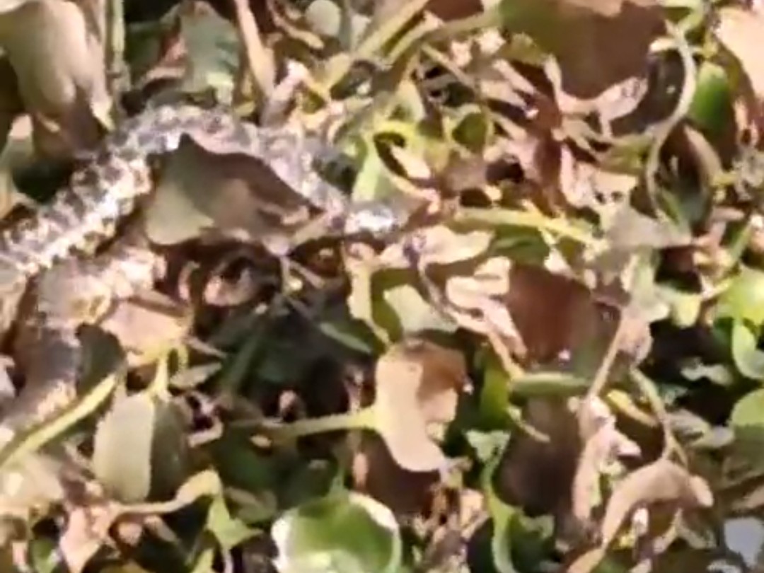 Saradhana Serpentine Spectacle: Snakes Sunbathe by Pond, Pose No Threat ...