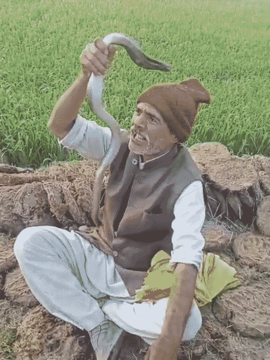 Rampur Man Bitten by Cobra After Placing Snake on Head; Video Surfaces ...