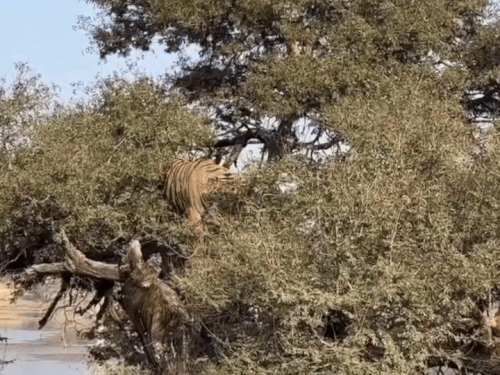 Ranthambore Tiger Cub Climbs Tree | Mother Riddhi Watches