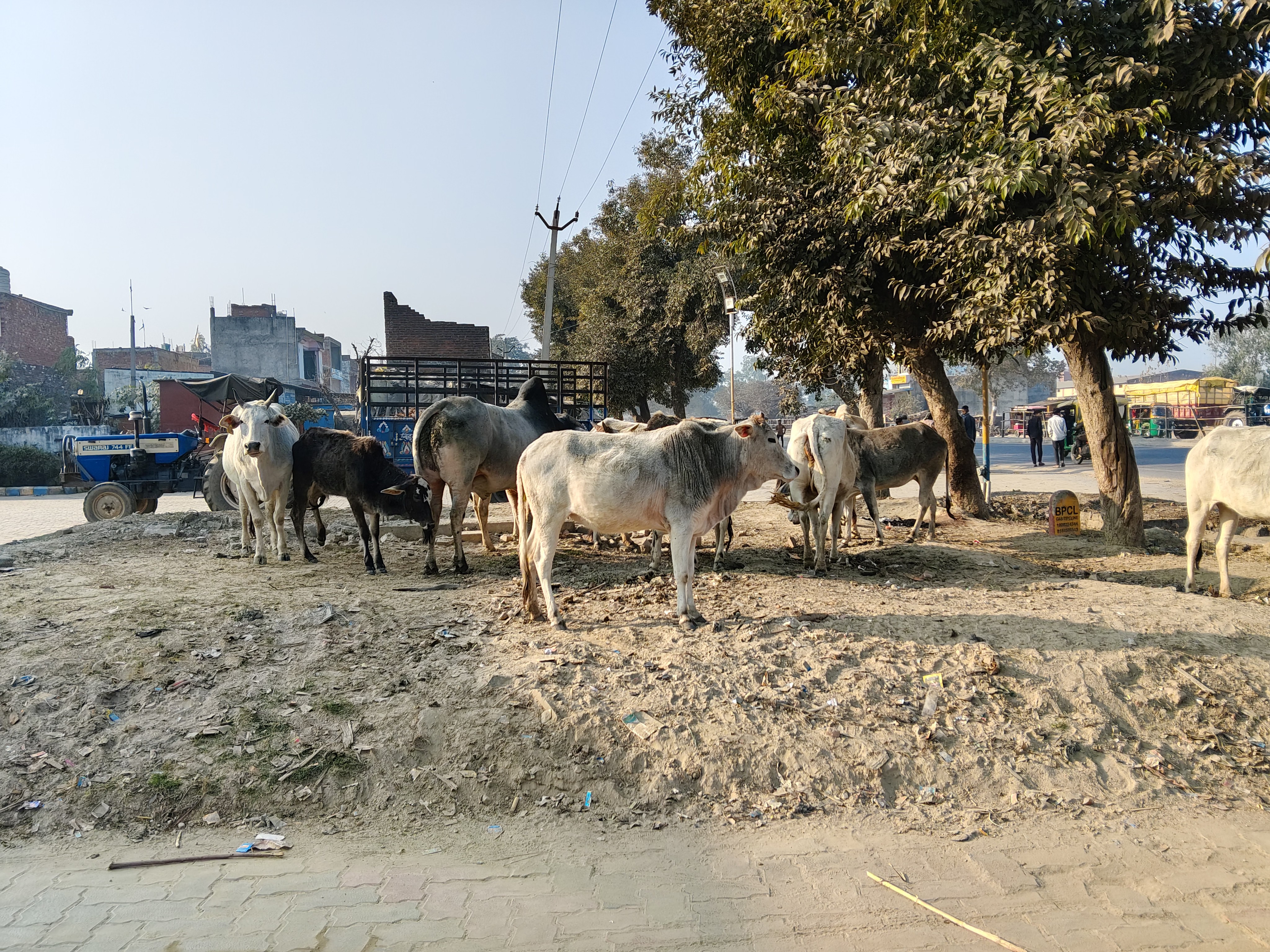 Shahjahanpur Jamuka: Stray Cattle Cause Road Accidents, Locals Demand ...