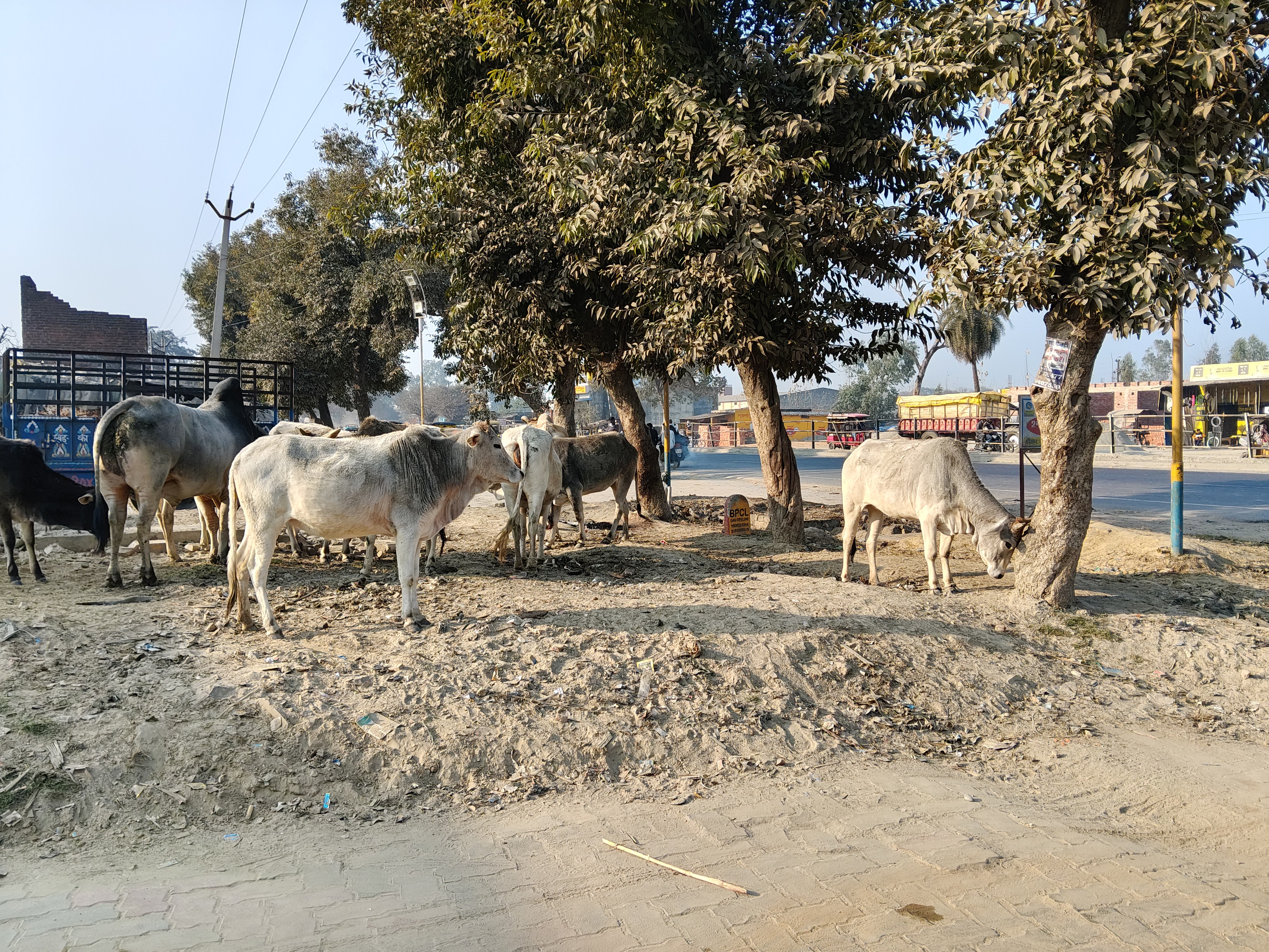 Shahjahanpur Jamuka: Stray Cattle Cause Road Accidents, Locals Demand ...
