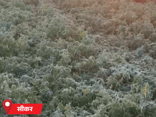 Rajasthan Weather Update; IMD Cold Wave Rainfall Alert | Jaipur Sikar Alwar