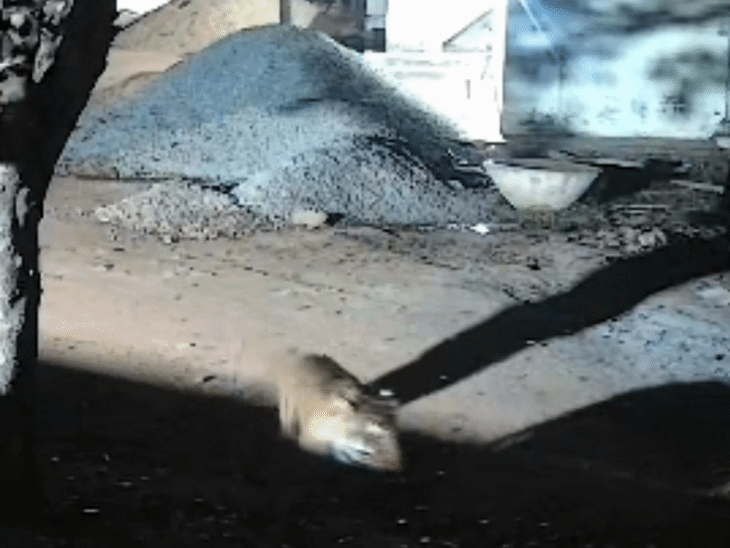 Satna Tiger Sighting | CCTV Footage Captures Prowl Near Sarbhang Muni ...