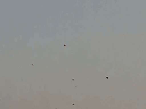 rajasthan kite flying incidents six dead over 140 injured bhilwara kite ...