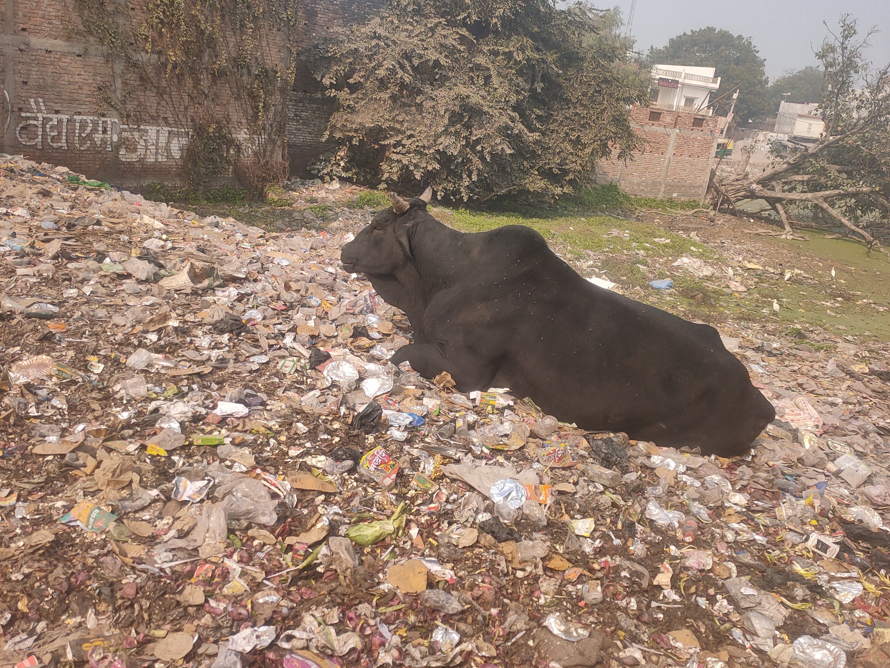 Ballia Haldi Chatti Man Seriously Injured in Stray Bull Attack