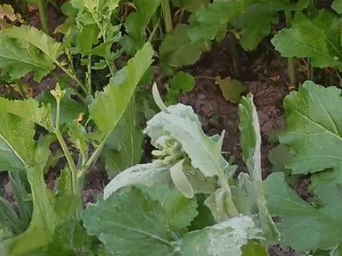 Samastipur Weather Alert: Cold Wind to Persist, Sunshine Offers Relief