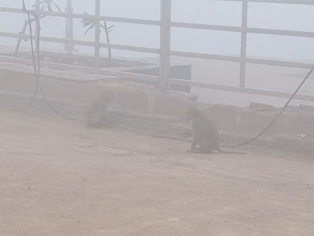 Etah Fog Disrupts Life, Temperature Dips to 5°C