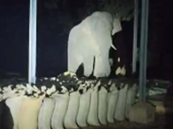 Raigarh Elephants Damage Paddy Mandis, Cause Lakhs in Losses