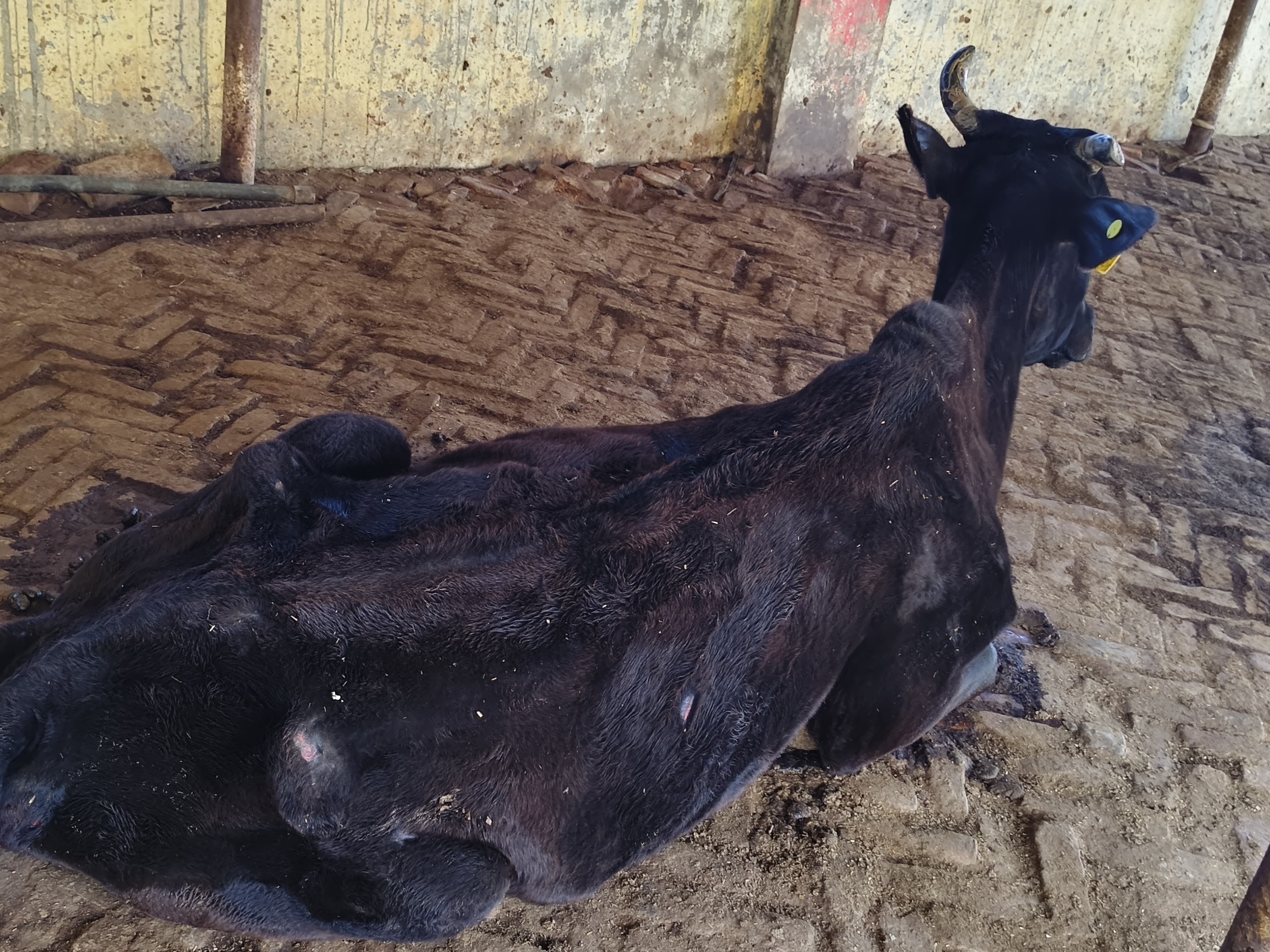 Etawah Gau Shala Cows Ill | Dry Fodder Issue; Sarpanch Claims Green Fodder