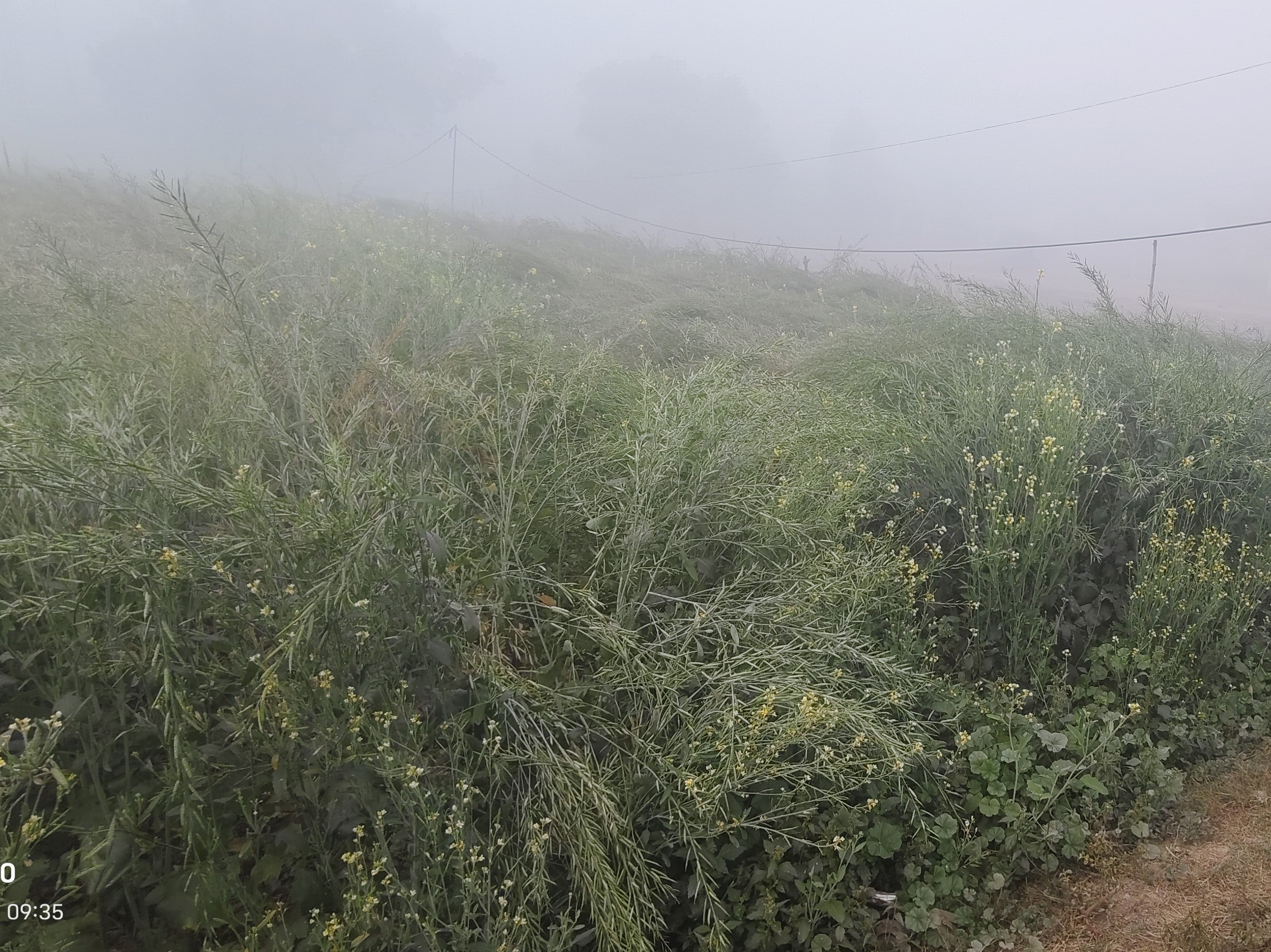 Maheva Block Rabi Crops Damaged By Frost | Farmers Face Losses