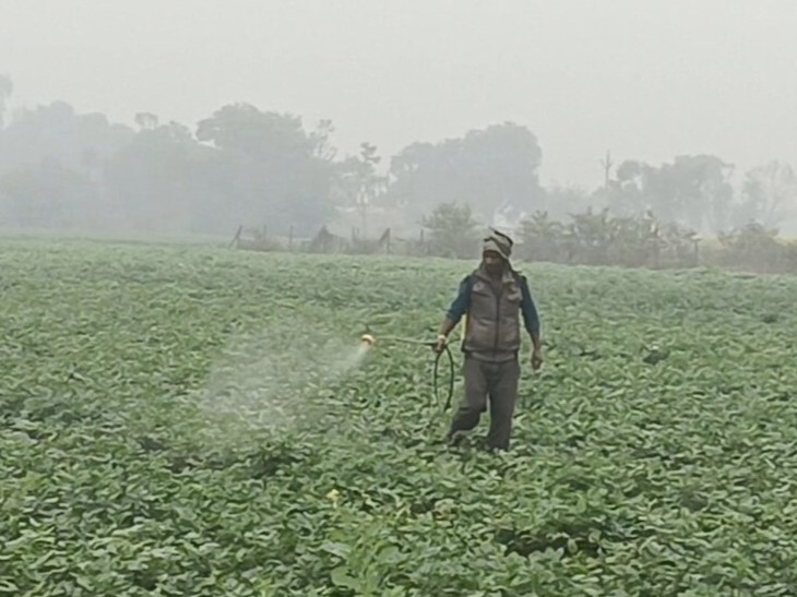 Hathras Kajrauthi Potato Crop Hit By Blight Disease | Fog & Cold Cause ...