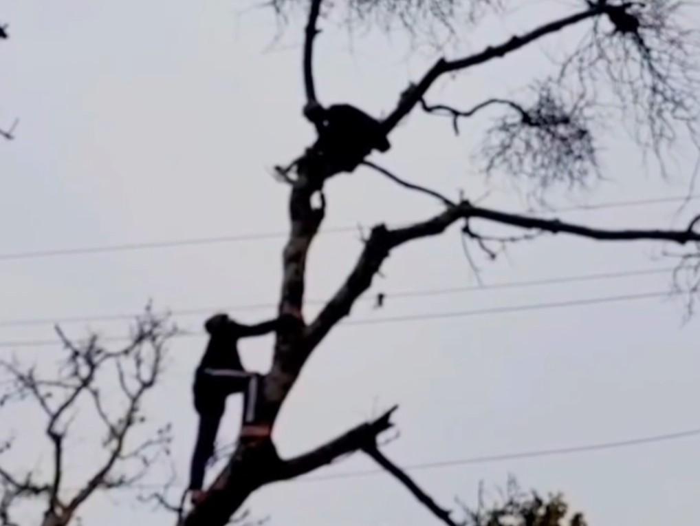 Saharanpur Youth Climbs 30ft Peepal Tree Intoxicated, Descends After 2 ...