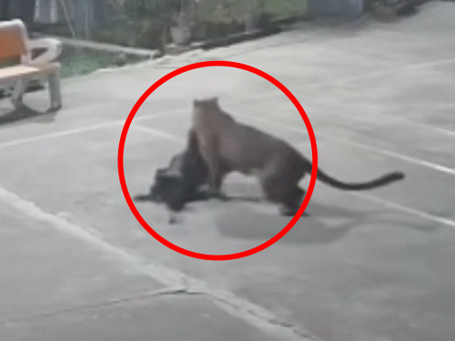 Ramnagar Leopard Snatches Dog | BJP Leaders House Attacked; 5th Wild ...