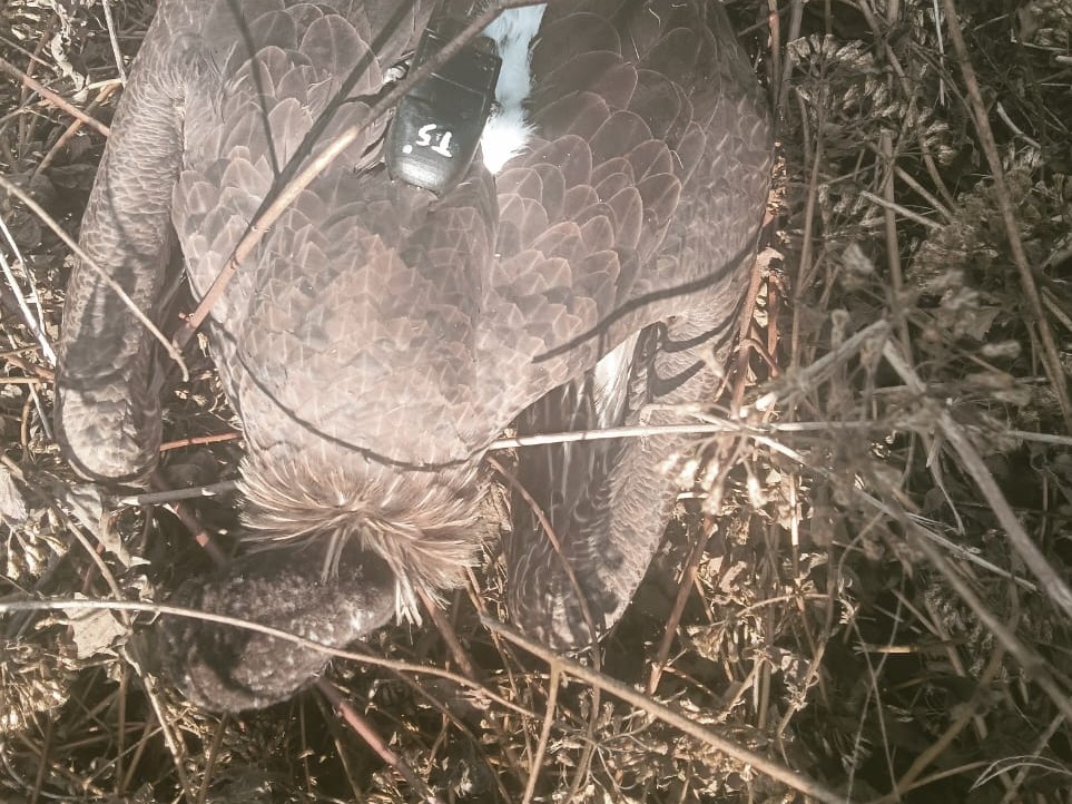 Udanti Seetanadi Tiger Reserve Rescues Sick Vulture From Maharashtra