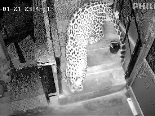 Himachal News Shimla Navbahar leopard enters house second floor