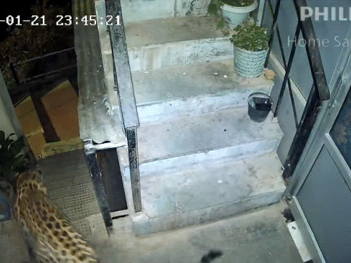 Himachal News Shimla Navbahar leopard enters house second floor