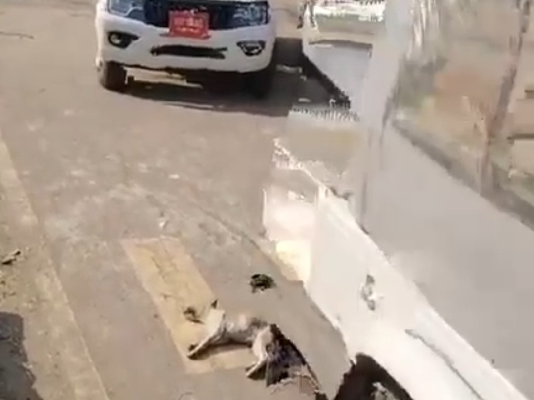 Jamui Police Vehicle Crushes Puppy; Video Viral, Action Demanded