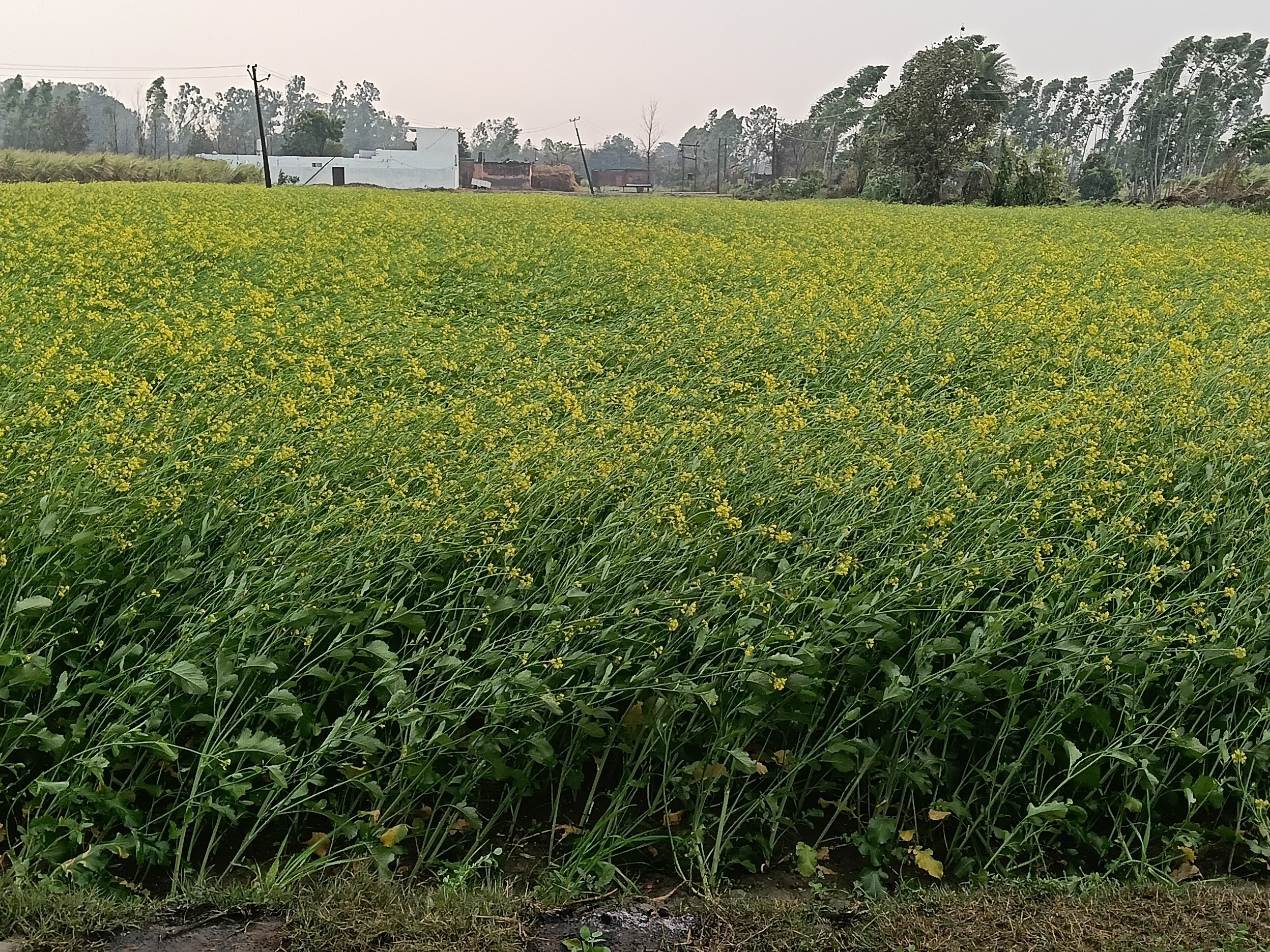 Khadar Region Mustard, Potato Crops Suffer Heavy Damage in Meerut Due ...