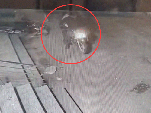 Nurse Falls From Balcony in Bikaner, Suffers 20 Fractures; Condition ...