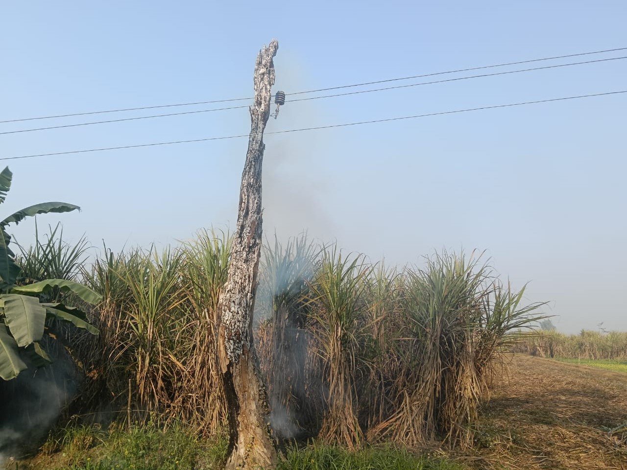 Lakhimpur Kheri: Tree Engulfed in Flames Overnight Due to Power Line