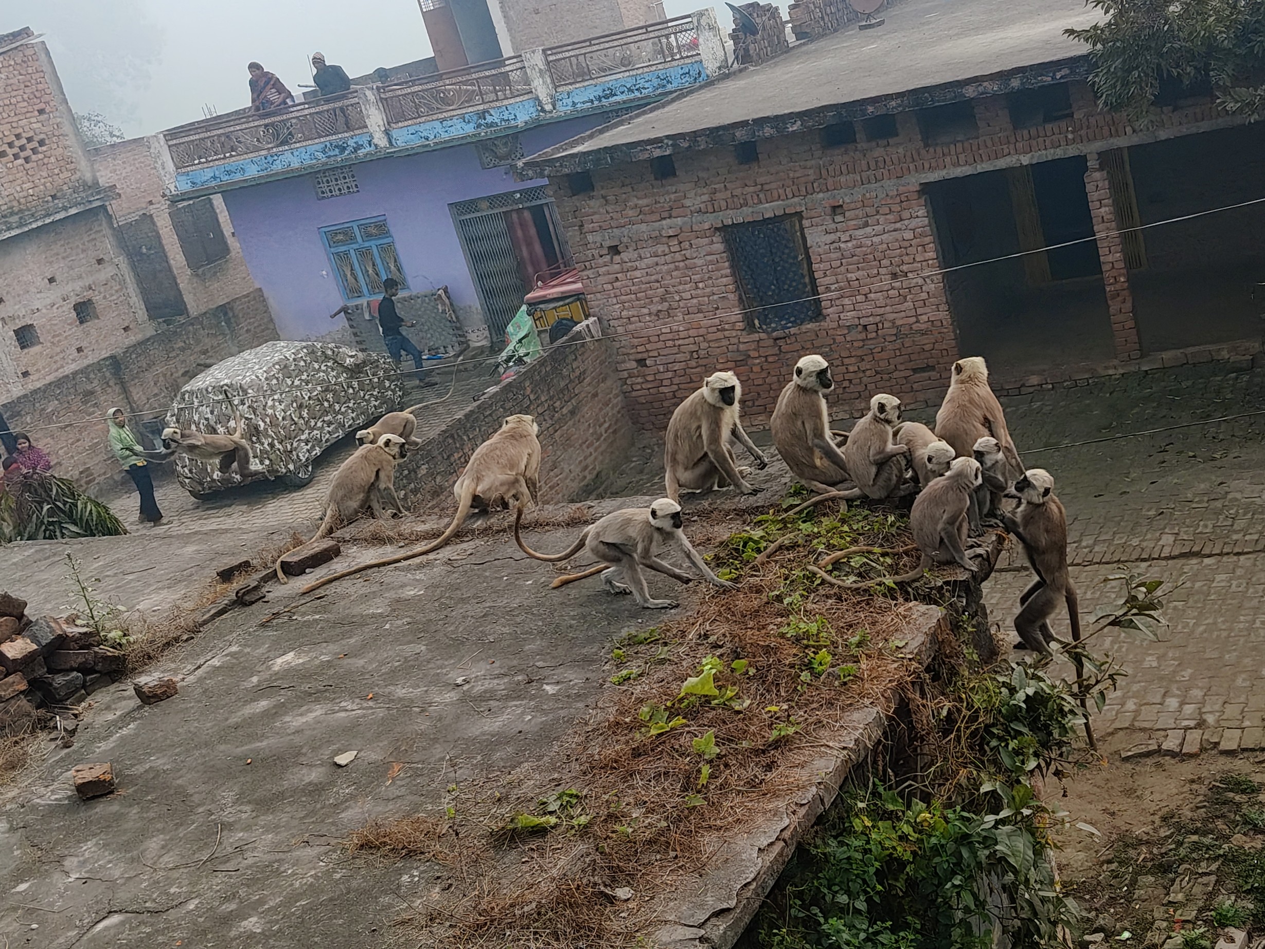 UP Villagers Face Monkey Menace | Damage to Homes