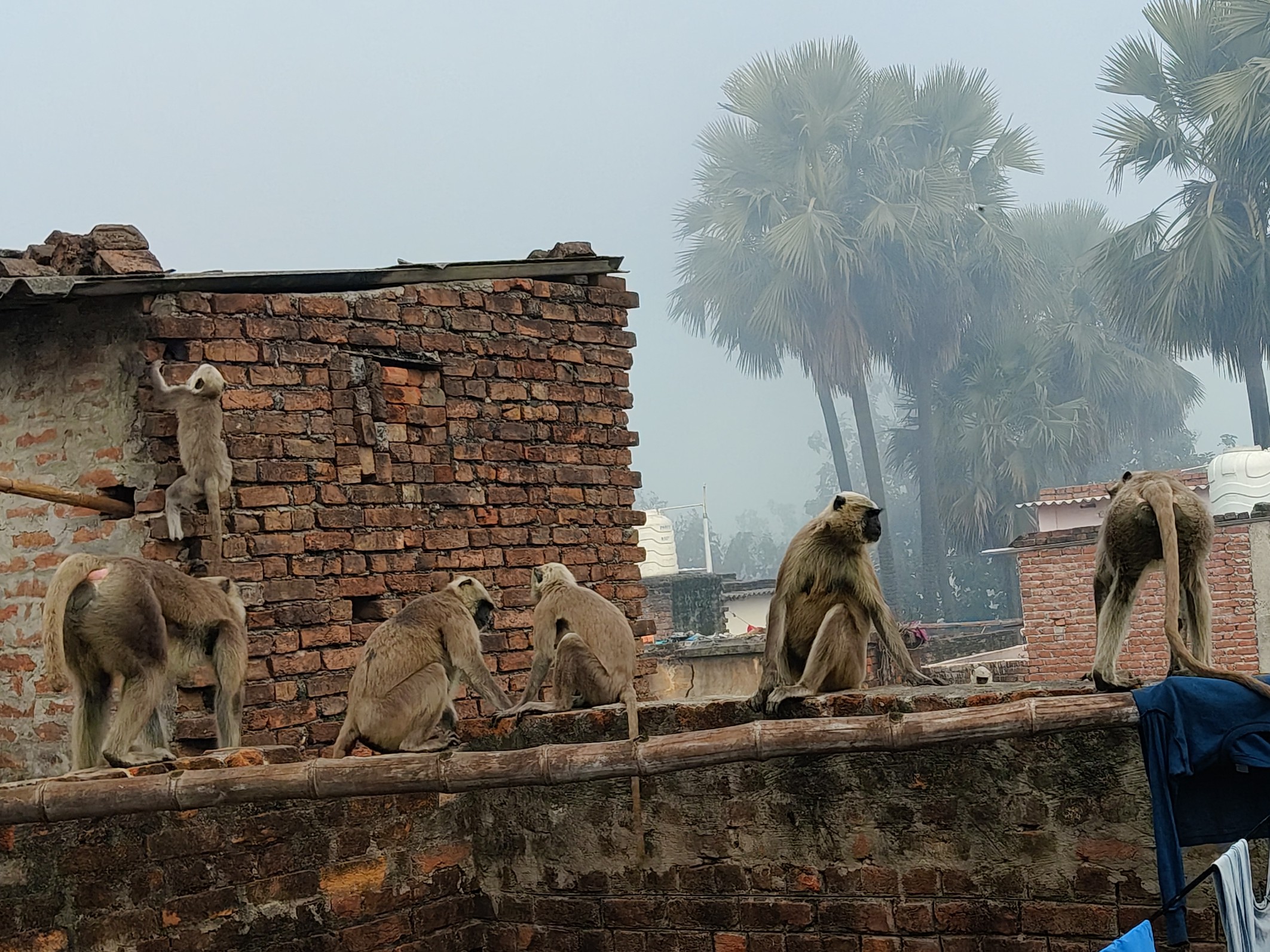 UP Villagers Face Monkey Menace | Damage to Homes