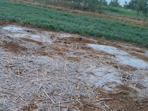 Shrimadhopur Frost Damages Wheat Crop | Farmers Worry as Cold Wave ...