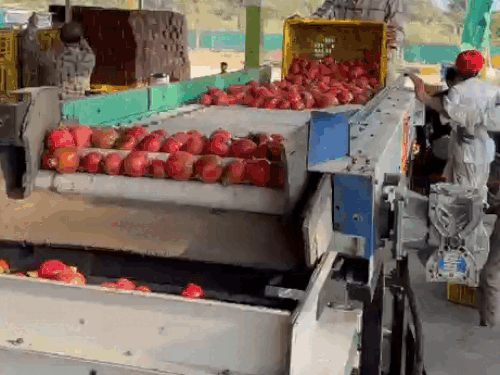 Jalore Biggest Pomegranate Hub | Sindoori Anar 1500 Crore Business Gulf ...